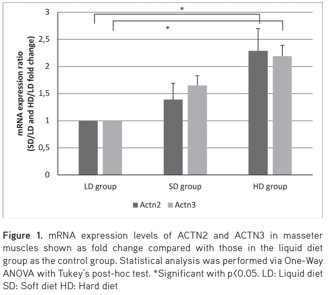 Masticatory Functional Load Increases the mRNA Expression Levels of ...