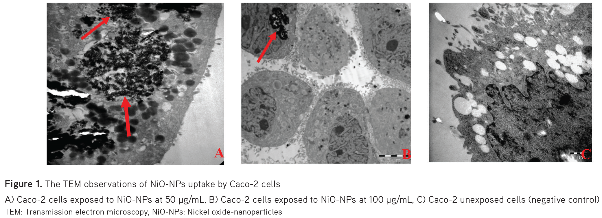 Cytotoxic, Genotoxic, and Apoptotic Effects of Nickel Oxide ...