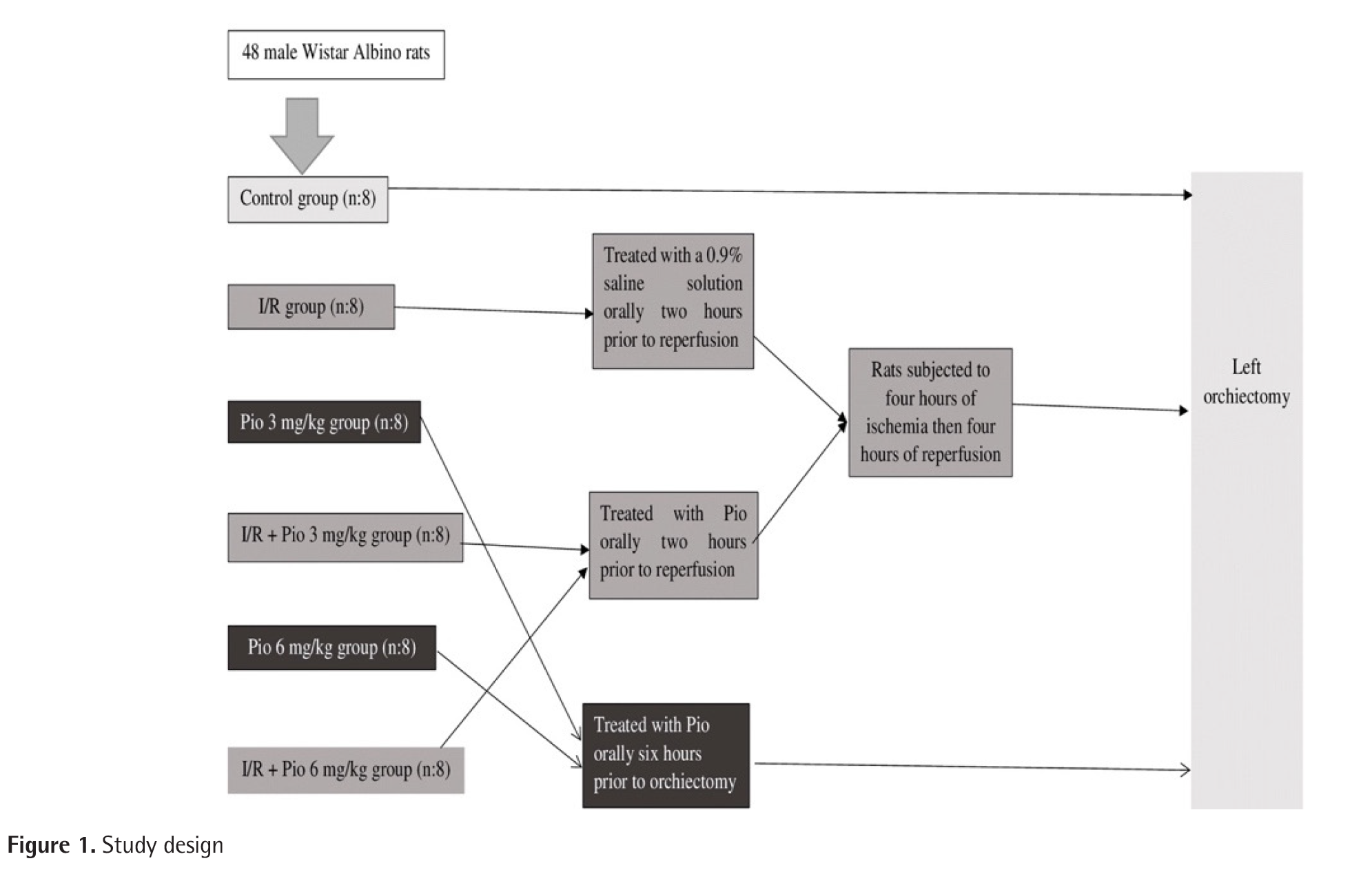 Pioglitazone Eases Testicular Torsion/Detorsion-Induced Ischemia ...