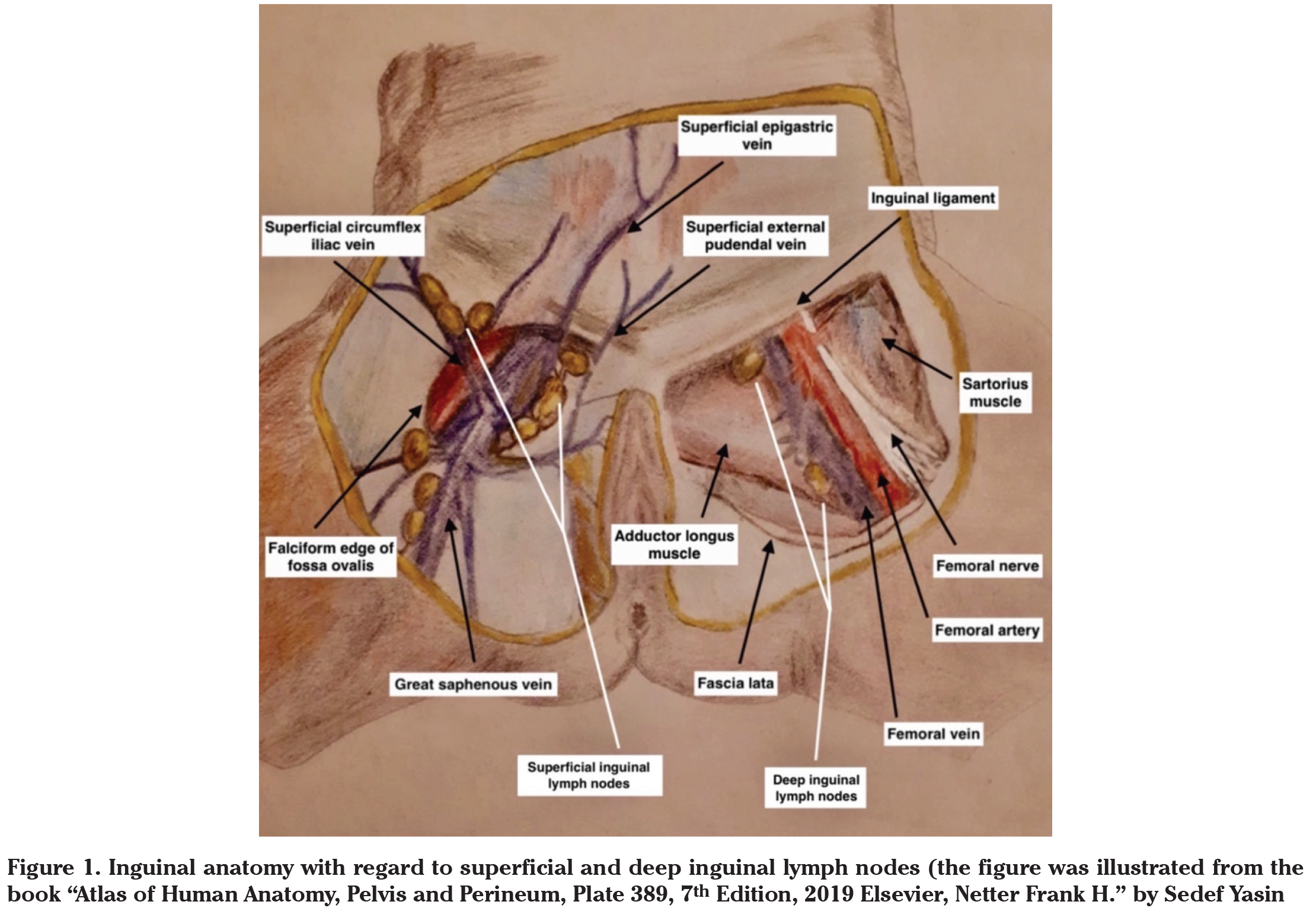 Groin Dissection Anatomy
