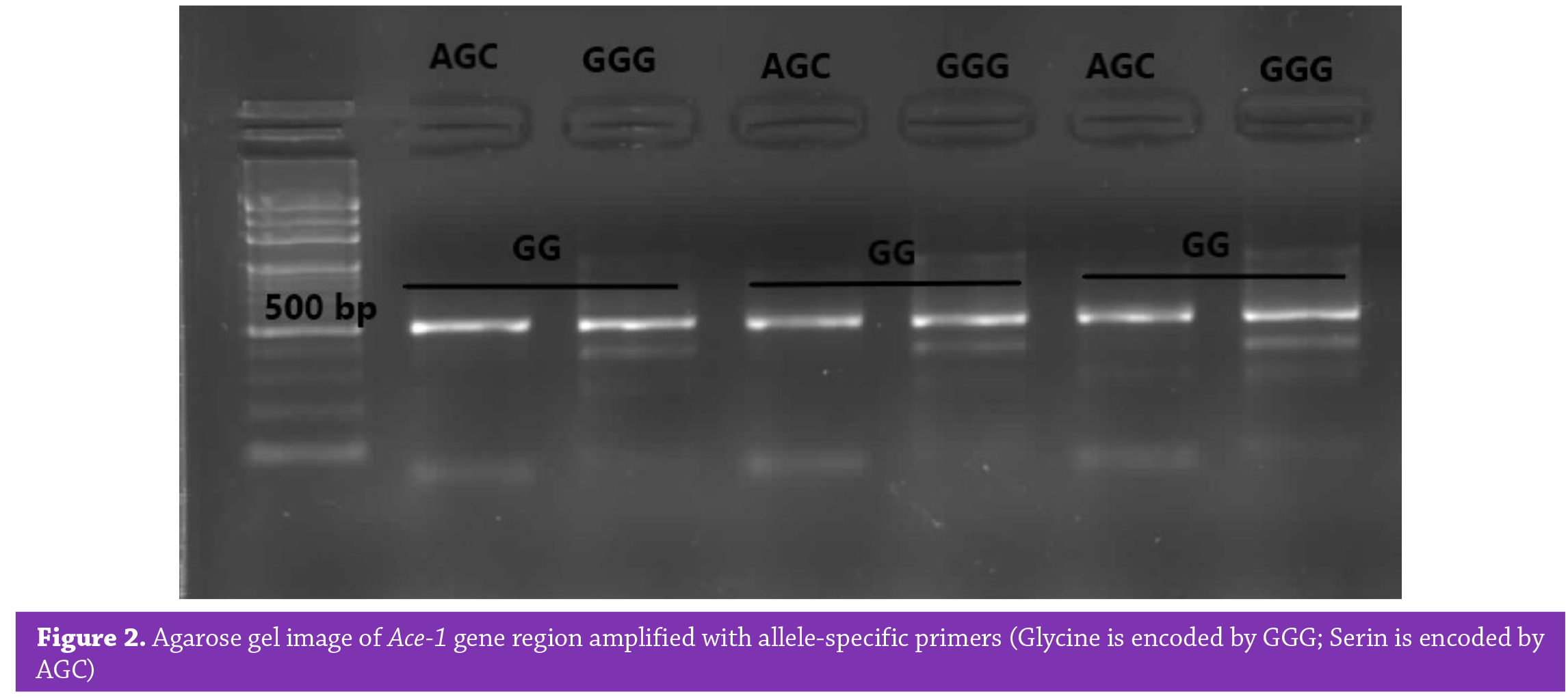 Allele Specific Polymerase Chain Reaction (AS-PCR) Assay to Detect Knockdown and ...